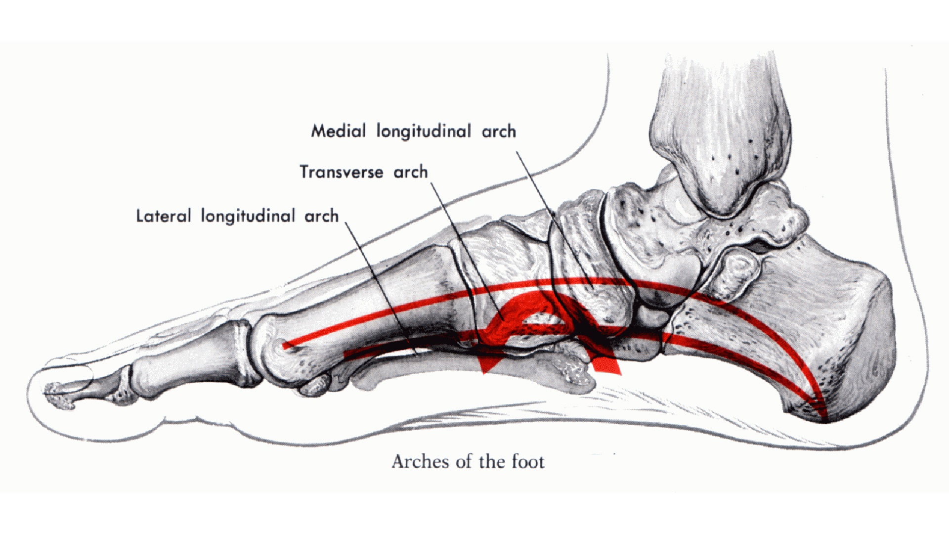 Svodovi stopala - ZDRAV I PRAV